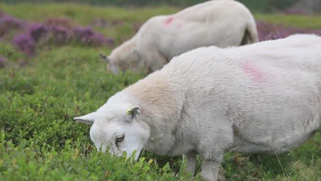 9391597-hd_1280_720_30fps