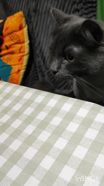 Все кошки любят мышек. Завели себе питомцев