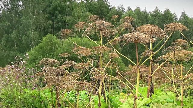 ТНТ_С 1 сентября неиспользование земельных участков будет определяться по конкретным признакам