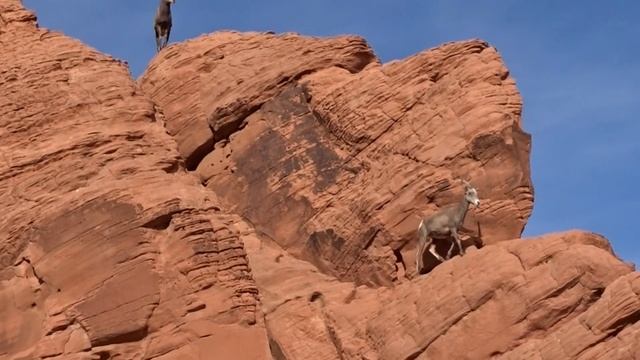 10616192-hd_1920_1080_30fps