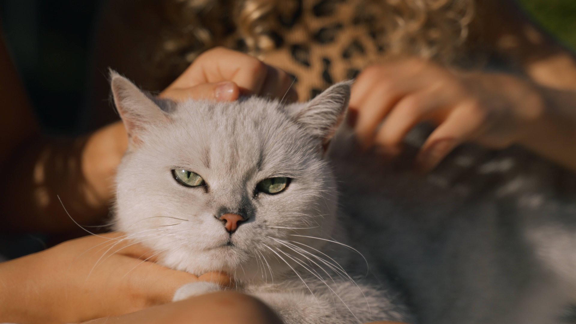 Клип на песню «Котик»