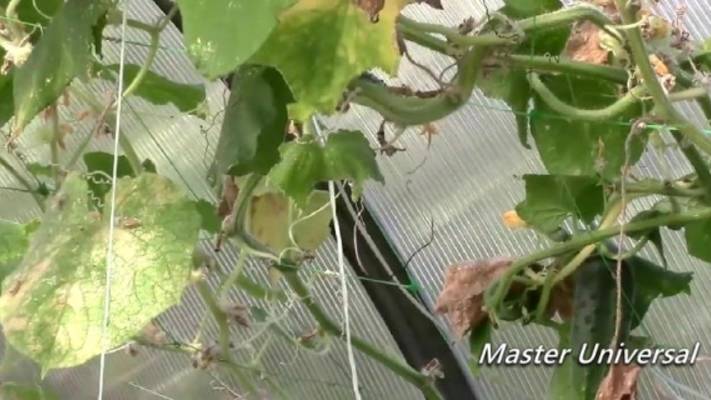 Вторая жизнь огурцов и томатов в теплице.