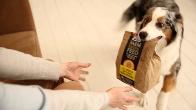 Сухой корм для собак австралийской овчарки (аусси)