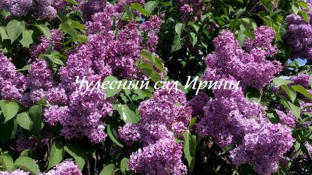 Дачное 2. Сирень сортовая. Чудесный сад Ирины