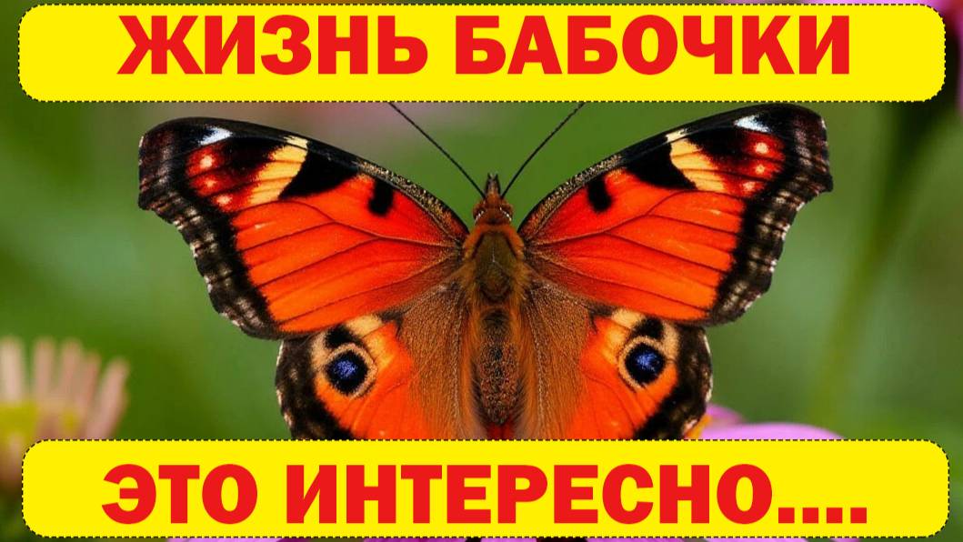 Жизнь Бабочки. Зарождение бабочки. Бабочка