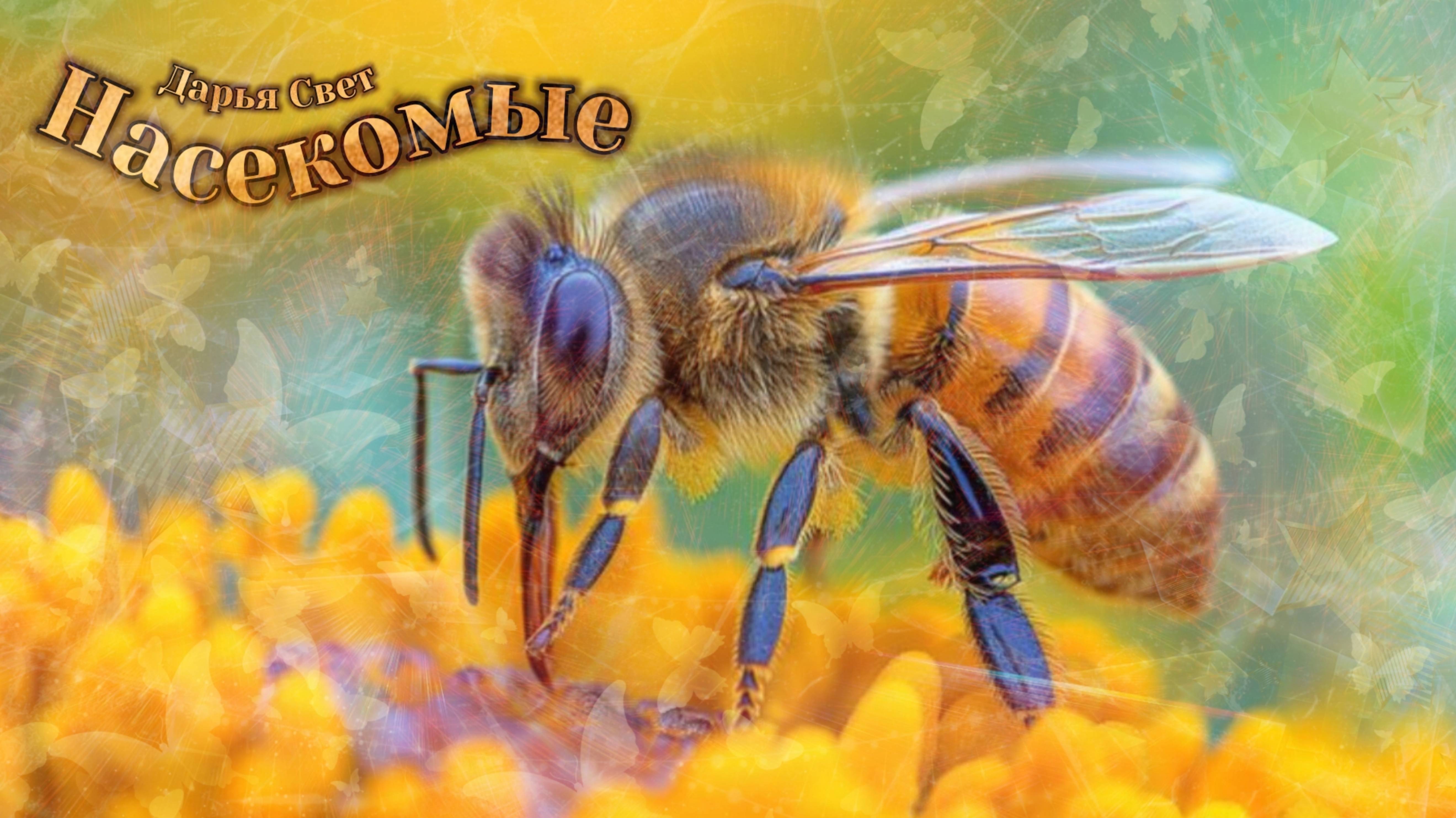 Краски уходящего лета. Пчела и цветок. Август 2025