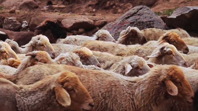 11045396-hd_1920_1080_50fps