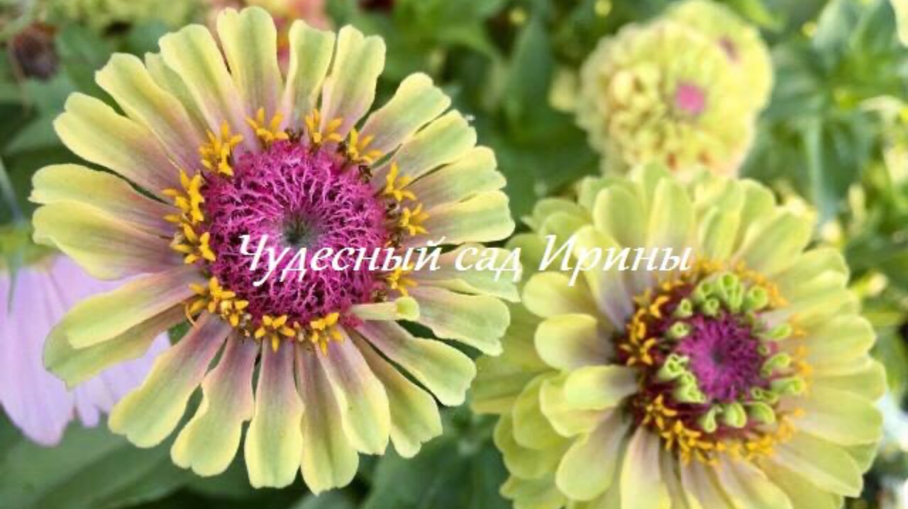 Чудесный сад Ирины. Циннии Квинни