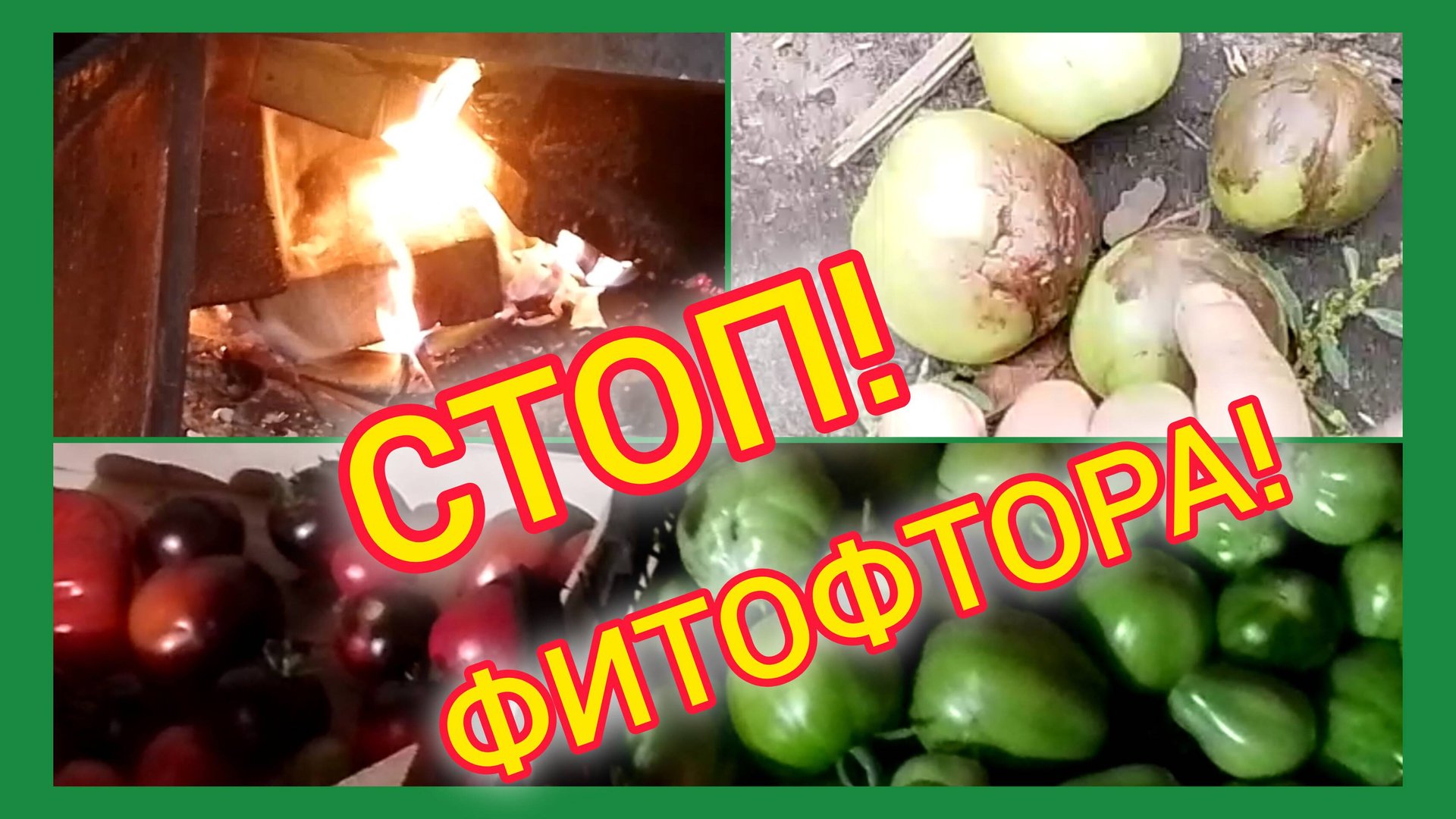 Чернеют помидоры? Сделайте, как я и не потеряете свой урожай! 👍