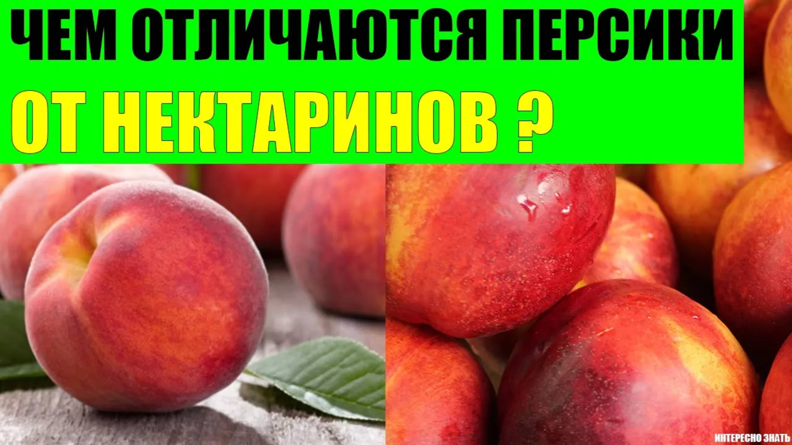 Чем отличаются персики от нектаринов?
