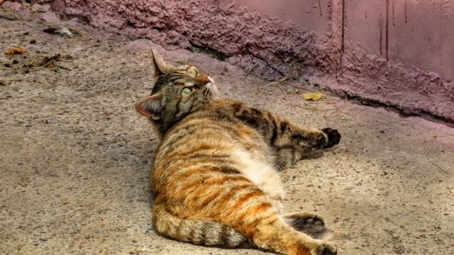 Три кота аж(Трикотаж)