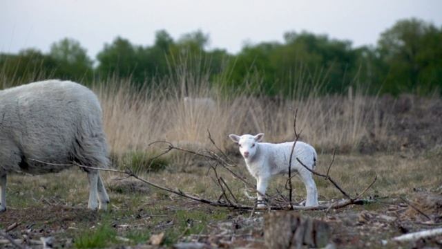 12576024-hd_1920_1080_30fps