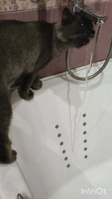 Почему кошки любят пить из крана?