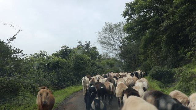 12747574_1920_1080_25fps