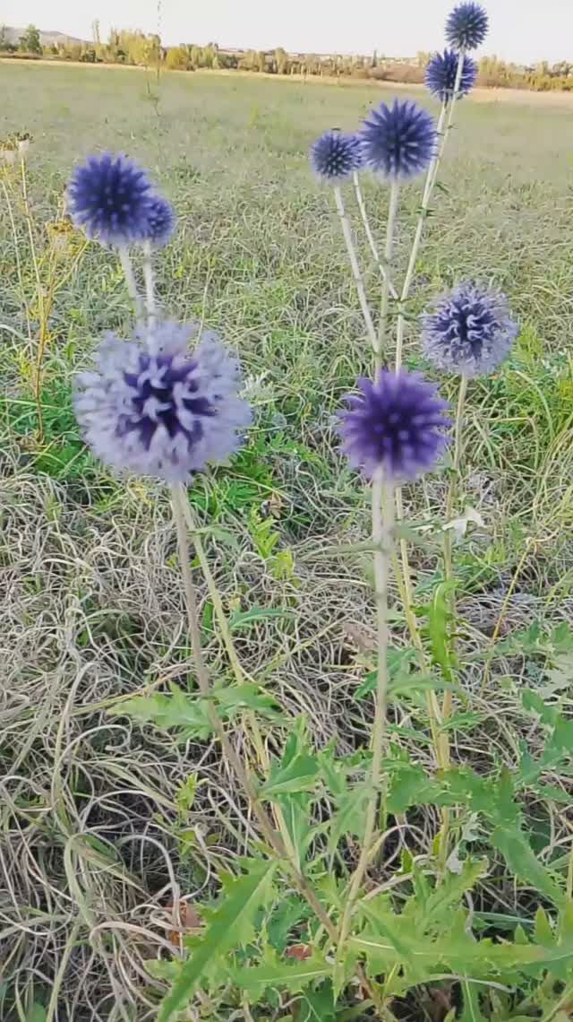 есть ещё красота на лугу