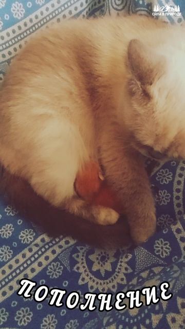 Кошка родила котёнка