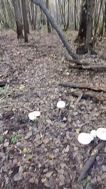 лес дышит грибами