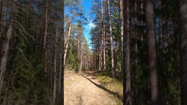 №91 Приведение энергий Источника в божественное совершенство