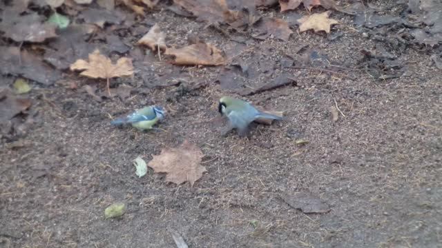Жадная синица отгоняет лазоревку