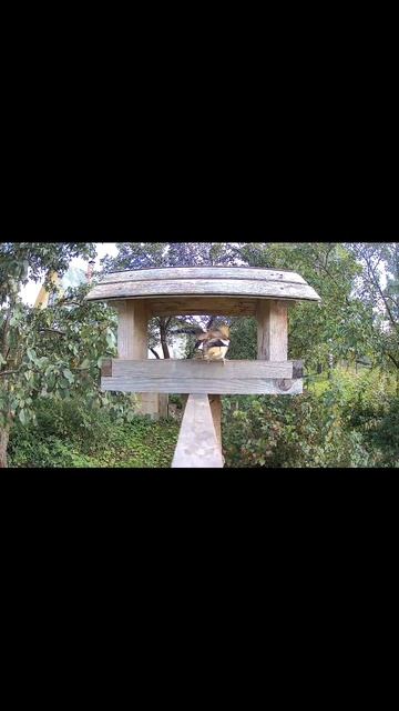 Птица Дубонос у нашей кормушки