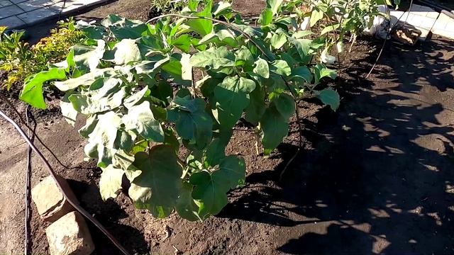 Последние баклажаны