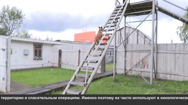 Телекомпания "Котлас 24"_ Сюжет о пополнении  кинологической службы в ИК-4 УФСИН