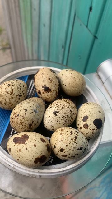 перепелиные яйца