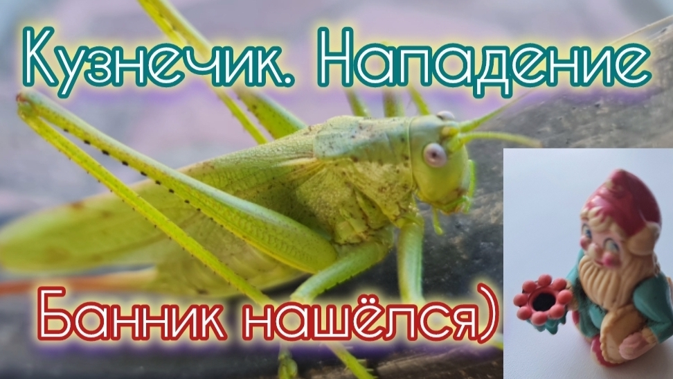 Кузнечик. Нападение). Банник. Находка.