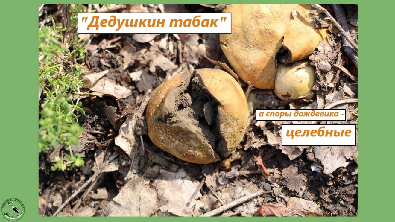 Дедушкин табак: созревший гриб-дождевик. А споровая пыль - целебная