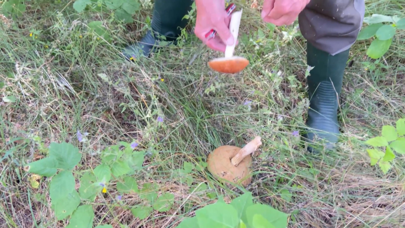 Пошли по грибы