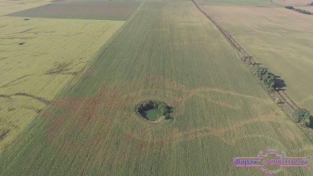 Озеро в хуторе Ильич в кукурузном поле с высоты птичьего полета.
