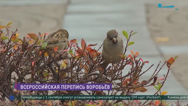 Всероссийская перепись воробьёв