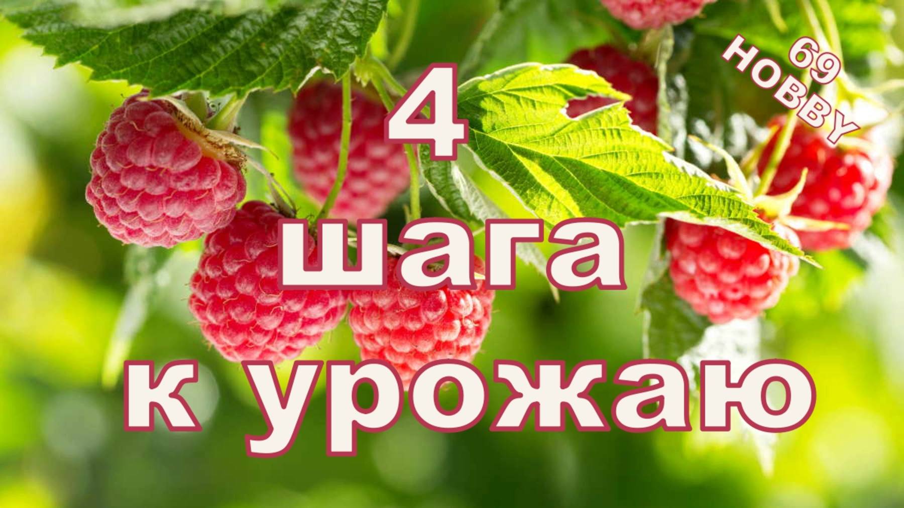Что нужно сделать с летней малиной после сбора ягод! 4 Важных правила