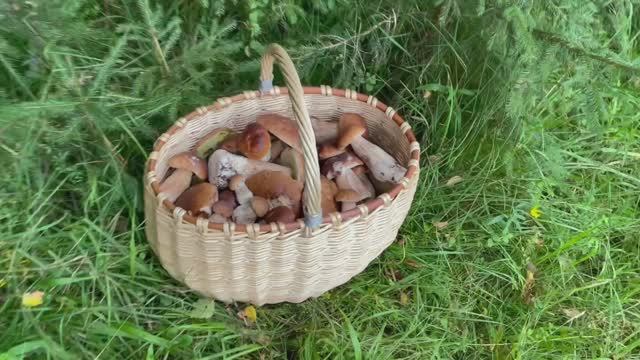 Собираем только белые грибы