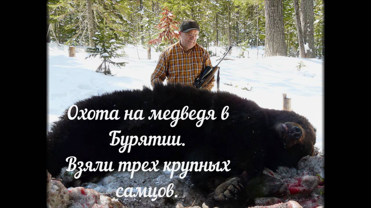 Охота на медведя в Бурятии. Взяли трех крупных самцов.