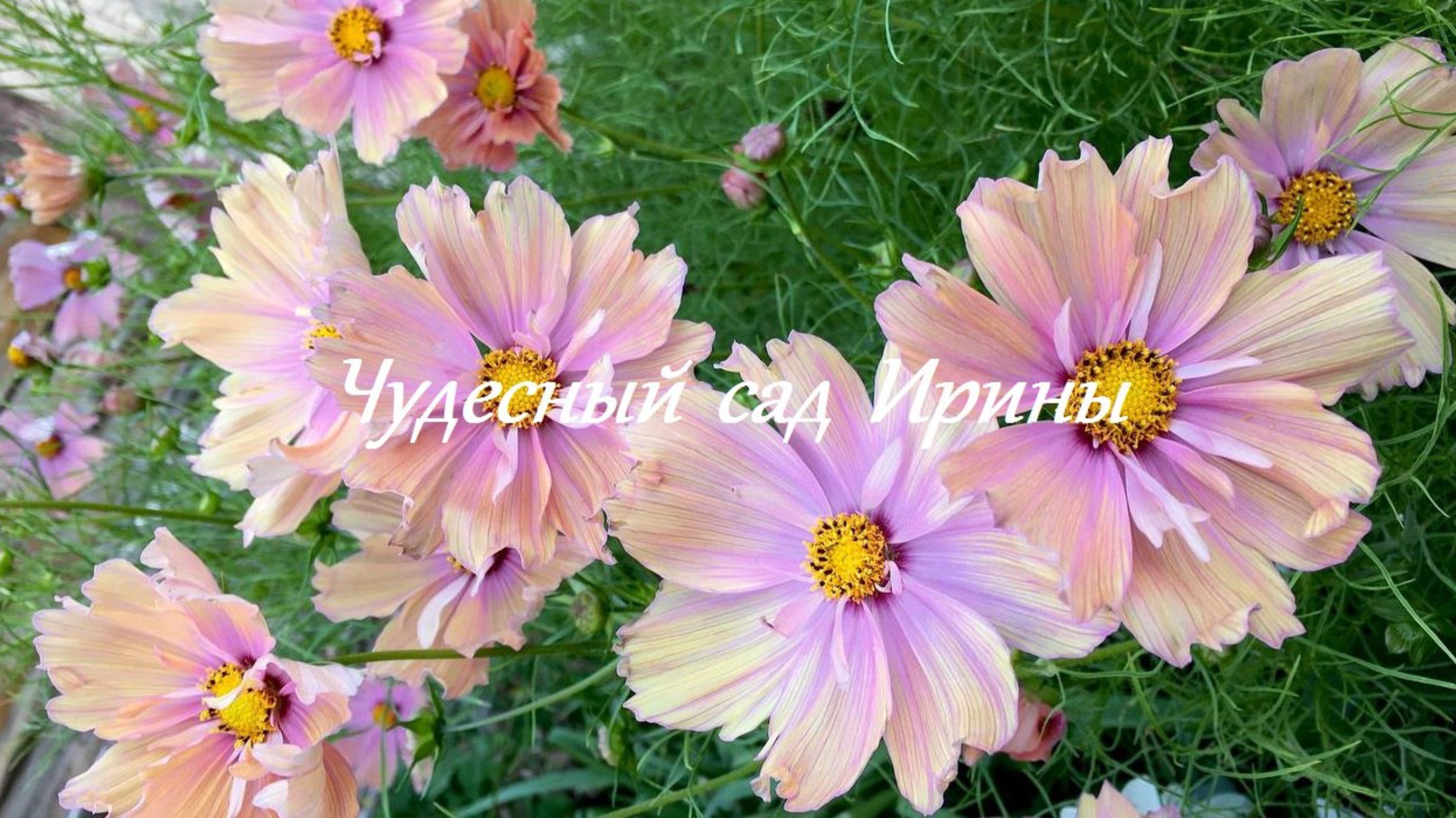 Чудесный сад Ирины. Космея из профсемян.