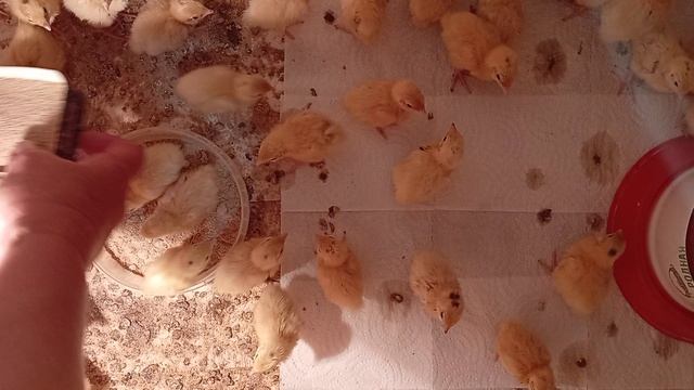 Перепелята на 28.08.25