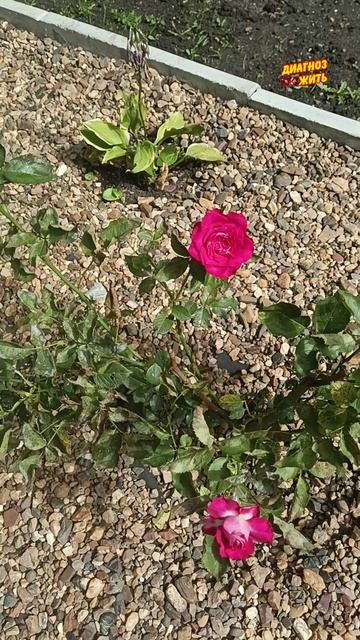 НАШИ РОЗОЧКИ