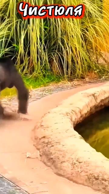 Главный по чистоте