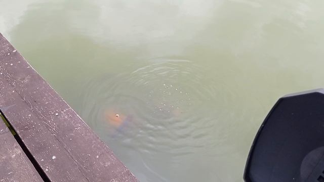 Лини причмокивают-2