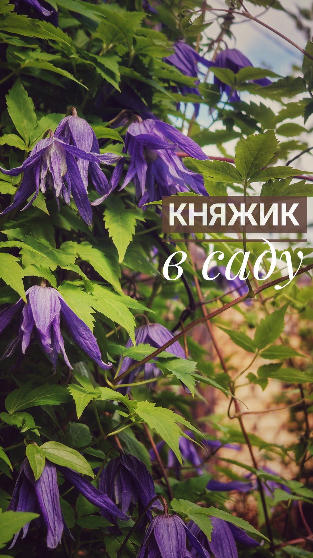 Княжик 💜🤍