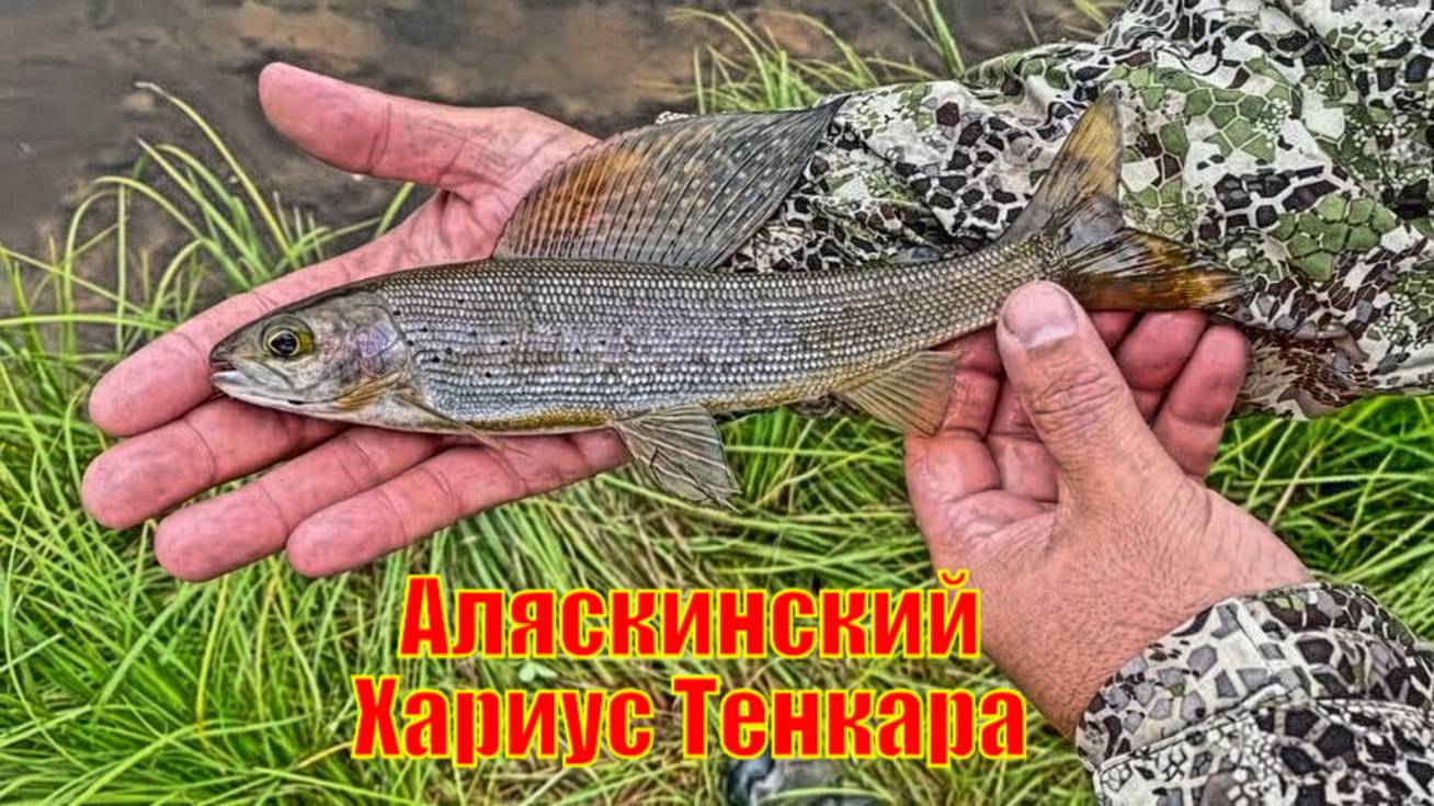 Аляскинский Хариус Тенкара