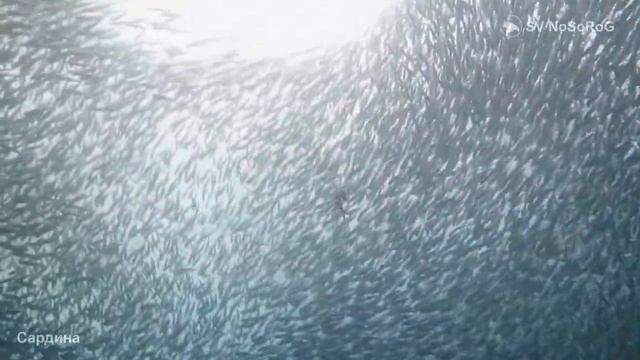 Что составляет основу рациона Сардин (Sardines) — представителей 3 родов сем. Сельдевые — Clupeidae?