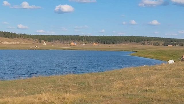 Лошади на берегу озера Тоһоҕо в с. Борогонцы.
