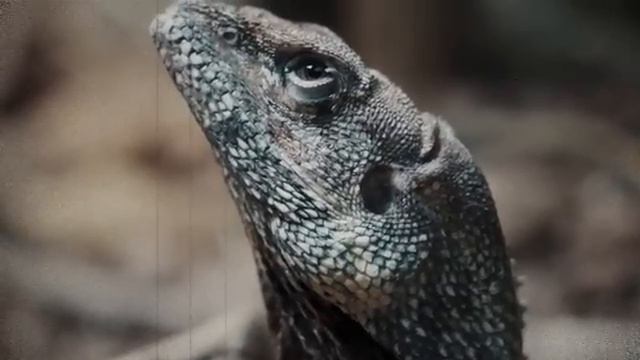 ЭТО СКРЫВАЛИ 100 МЛН ЛЕТ Настоящие ХОЗЯЕВА Планеты Жили ПОД ВОДОЙ!