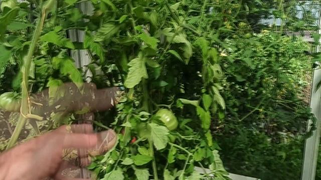 Томаты без фитофторы в теплице навсегда без препатаров.