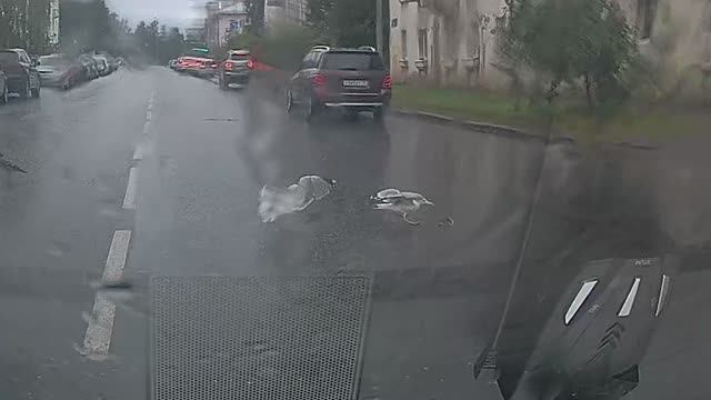 Crazy Birds ©20250826