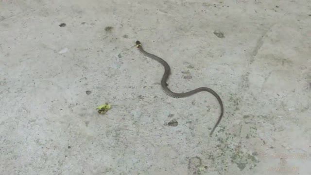 Уж приполз в гости.  Отвезли ужа на пруд.