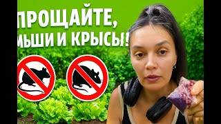 Как избавиться от грызунов в саду и огороде