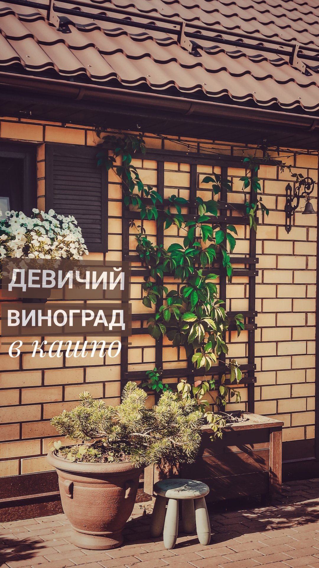 Девичий виноград в кашпо 🌿